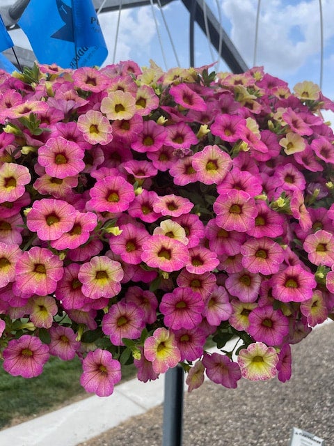 Annual - Calibrachoa 'Ombre Pink' | Aunt Beez Greenhouse