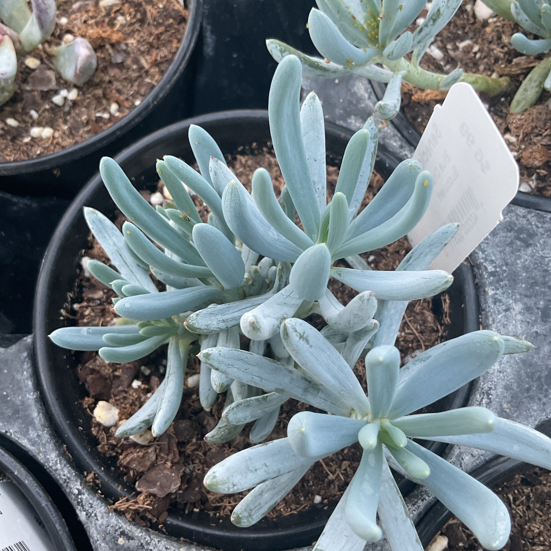Succulent - Senecio serpens | Aunt Beez Greenhouse
