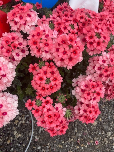 Annual - Verbena 'Lascar Mango Orange' | Aunt Beez Greenhouse