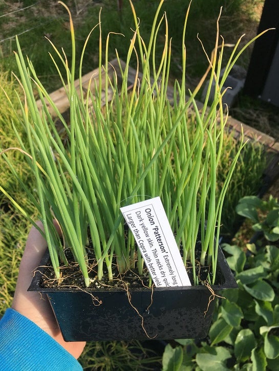 Vegetable Plants - Onion 'Red Bull' | Aunt Beez Greenhouse