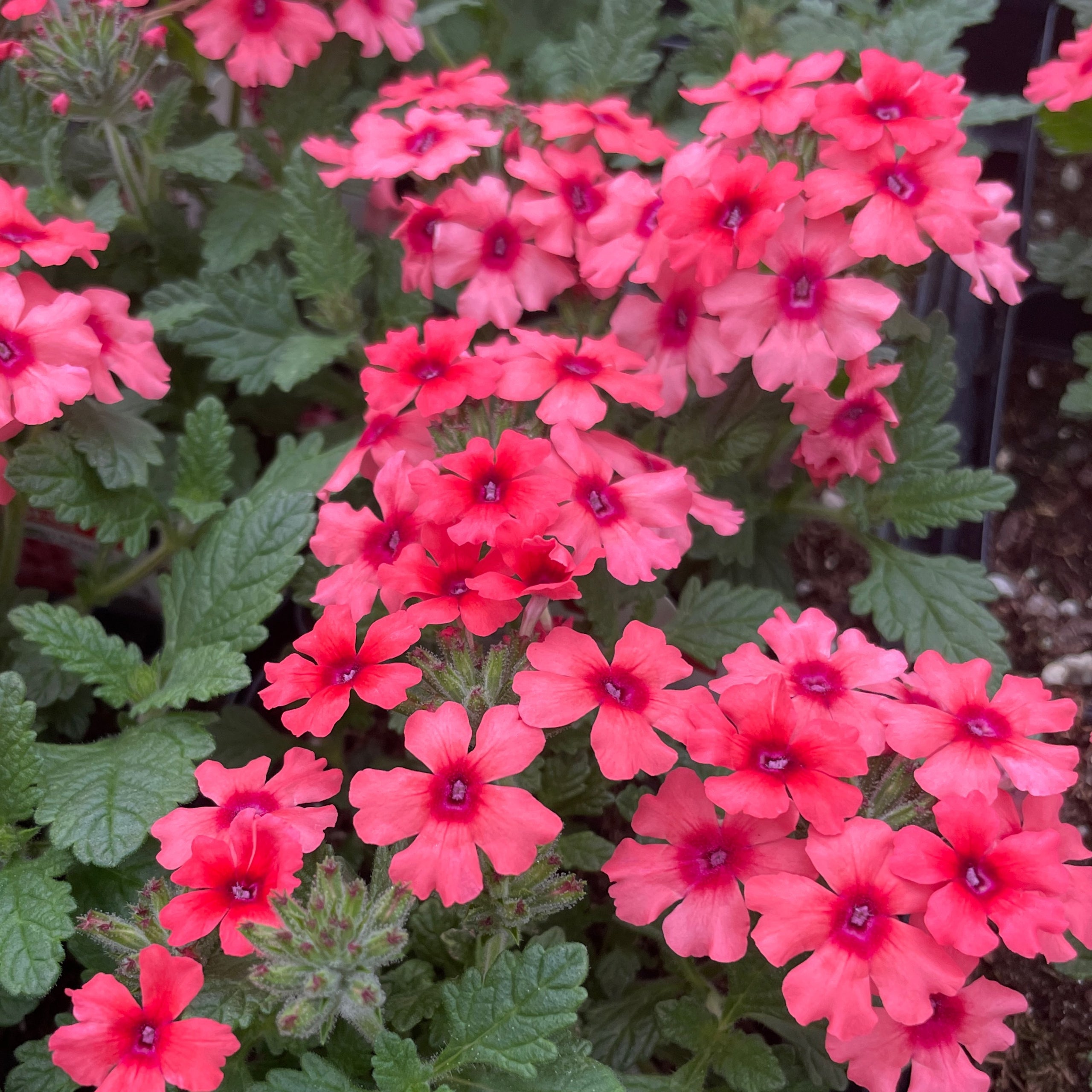 Annual - Verbena 'Lascar Mango Orange' | Aunt Beez Greenhouse