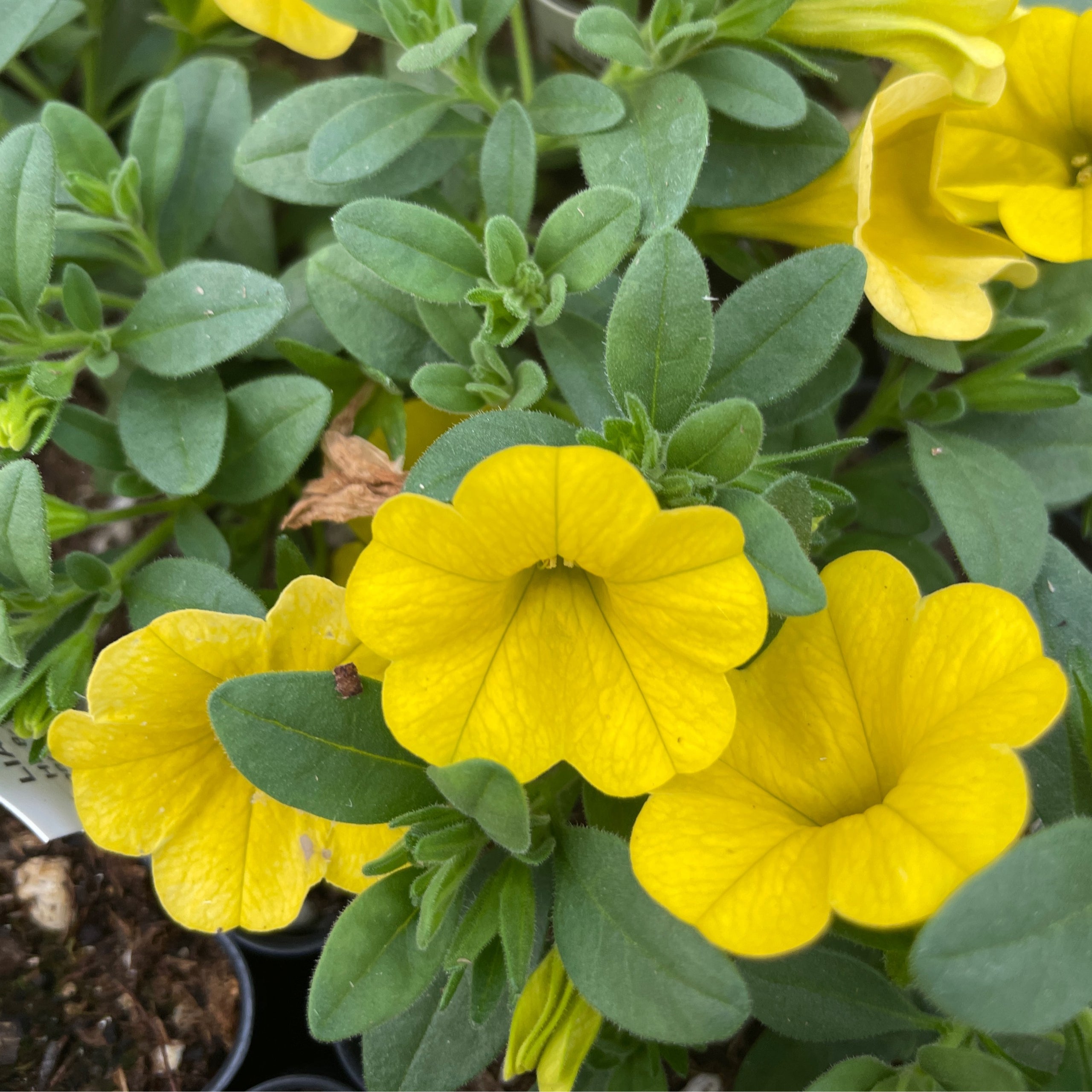 Annual - Calibrachoa 'Lia Yellow' | Aunt Beez Greenhouse